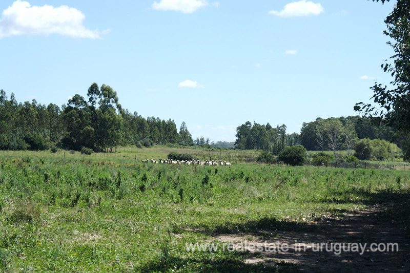 Rustic ranch by the ocean - Real Estate in Uruguay